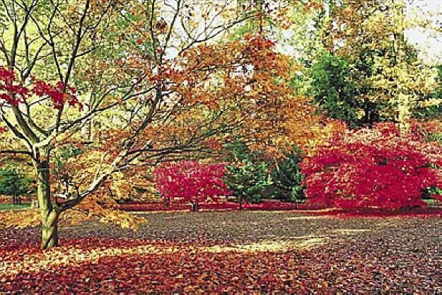 Signs of Autumn 2014 Twitter Project | Seomra Ranga