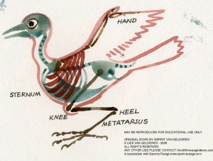Bird Skeleton