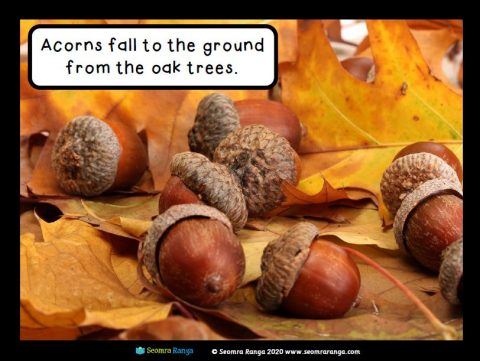 Autumn | Seomra Ranga